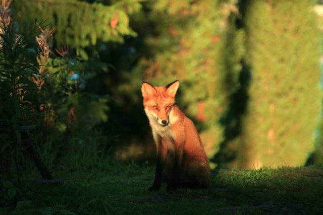 Il significato della volpe: simbologia tra leggende, sogno e tatuaggio ...