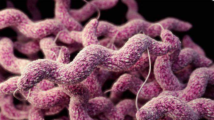 Infezione da Campylobacter: cause, sintomi e terapie - Sanioggi.it