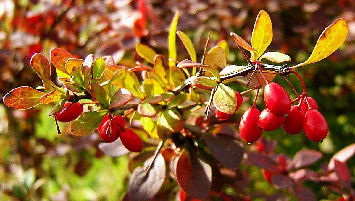 Crespino o Berberis vulgaris: proprietà, usi e controindicazioni ...