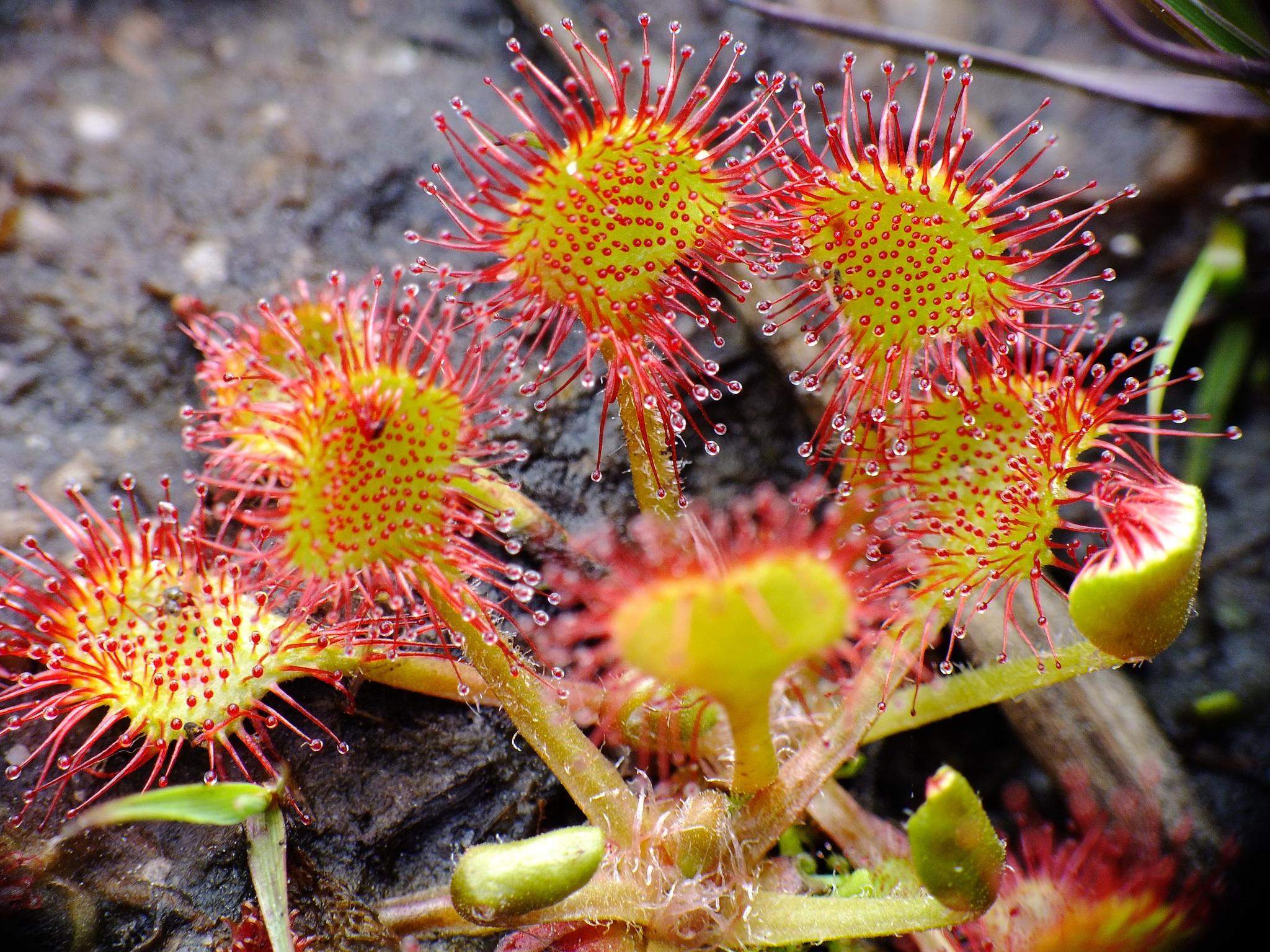 Drosera: proprietà, modalità d'uso e controindicazioni - Sanioggi.it