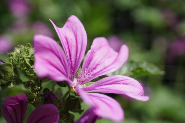 Malva: proprietà, usi e controindicazioni - Sanioggi.it